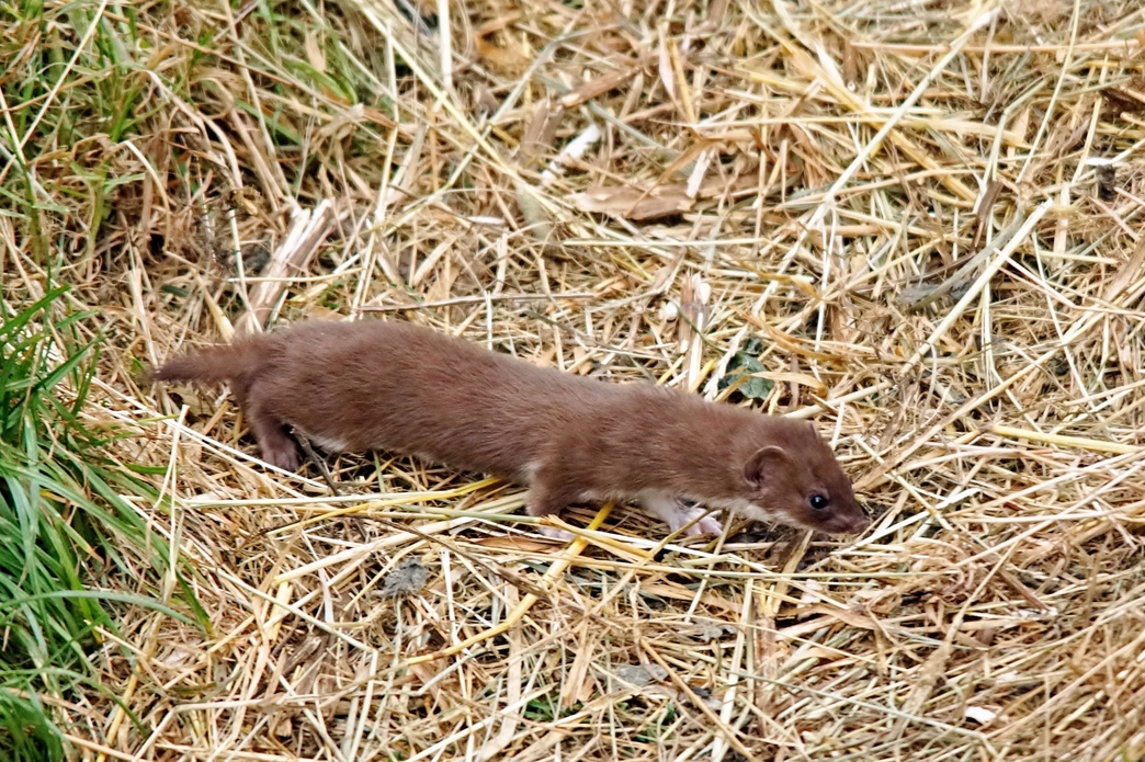 Kingfishers, moths and mammals: New wildlife gallery | Warwickshire ...