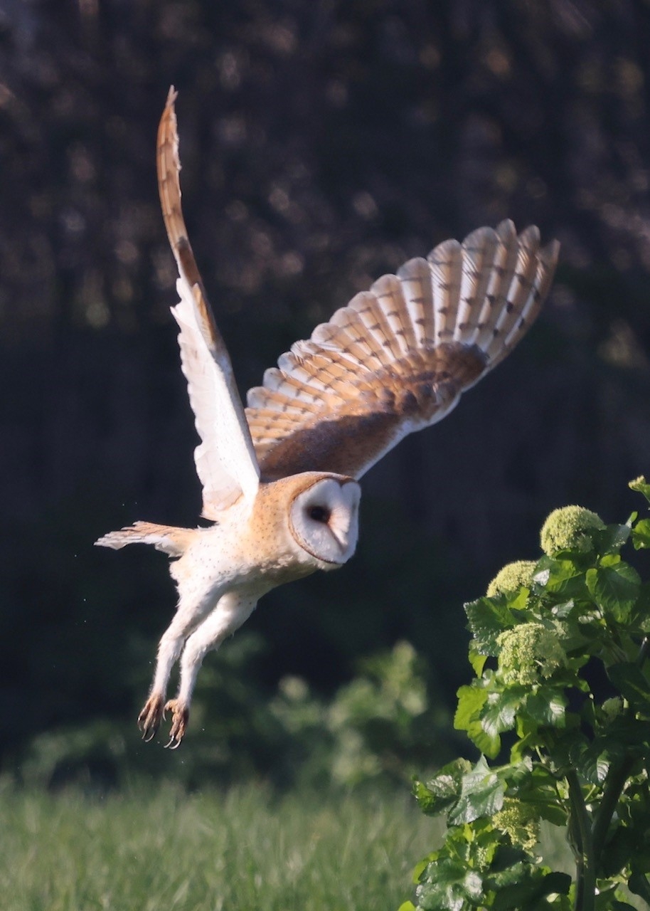 Barn owls, butterflies and hares: New wildlife gallery | Warwickshire ...