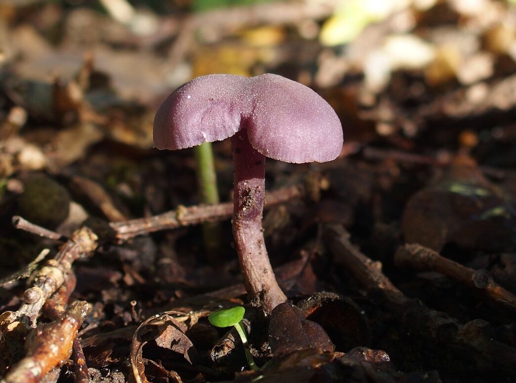 Otters and starlings: November wildlife gallery | Warwickshire Wildlife ...