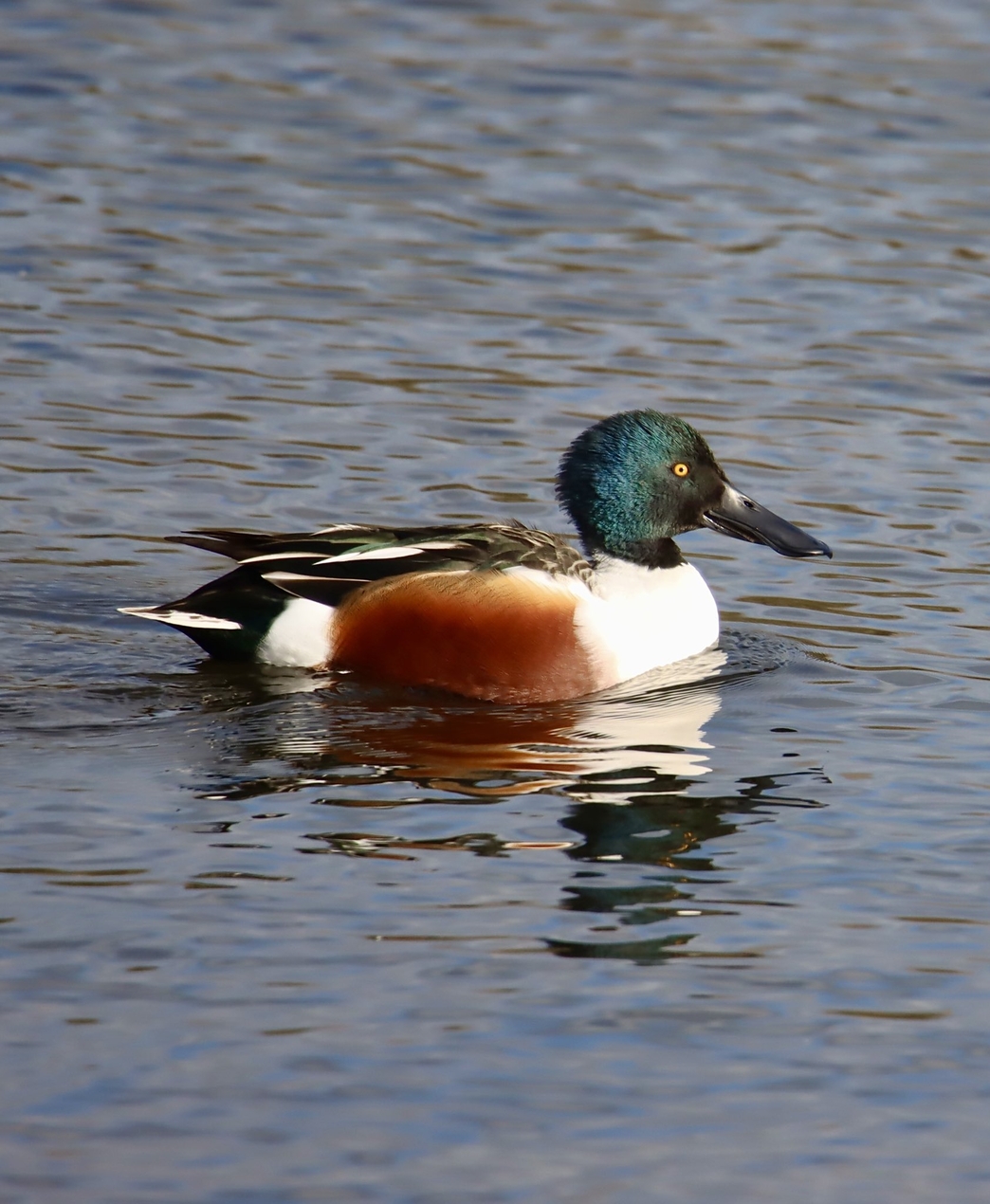 Otters and starlings: November wildlife gallery | Warwickshire Wildlife ...