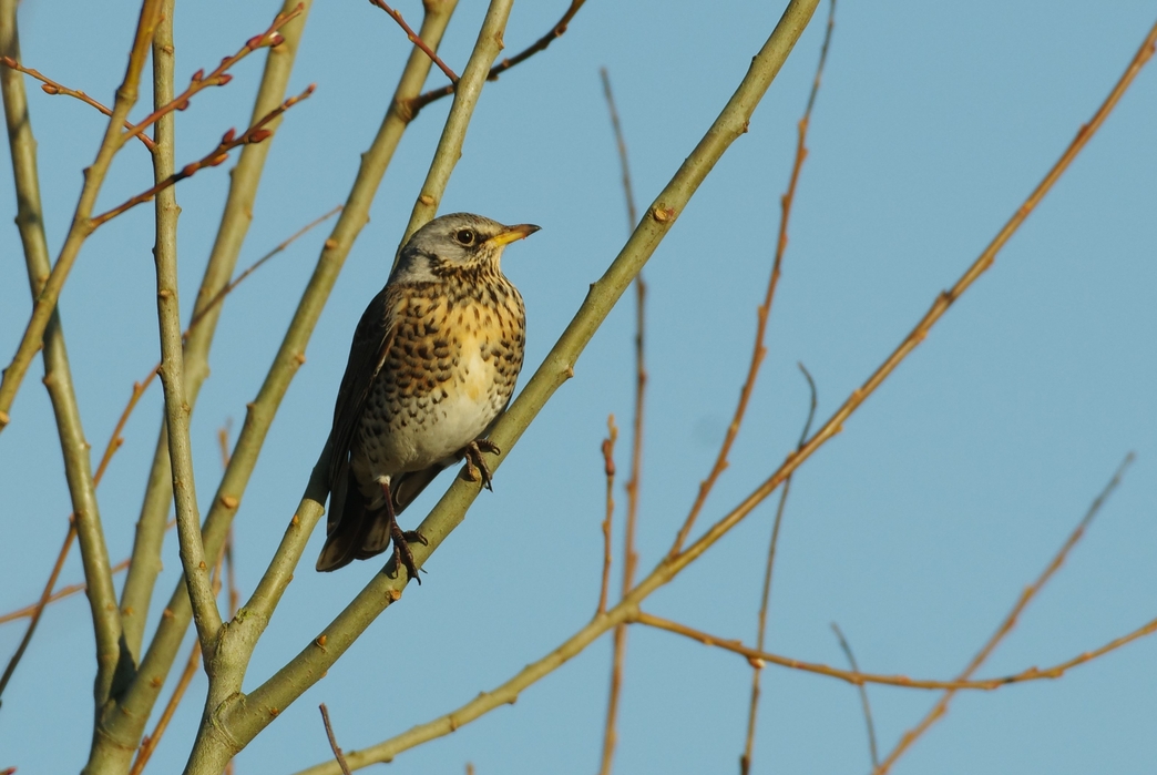 January wildlife gallery | Warwickshire Wildlife Trust