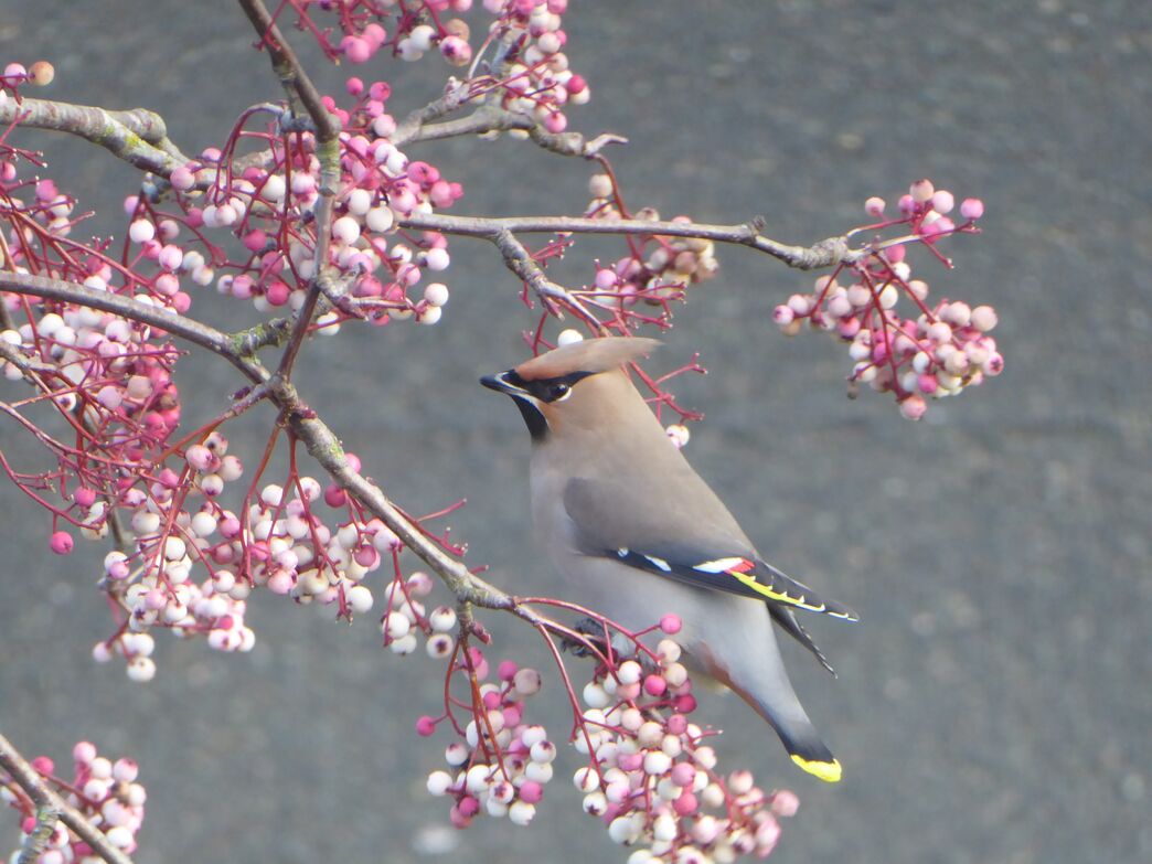 January wildlife gallery | Warwickshire Wildlife Trust