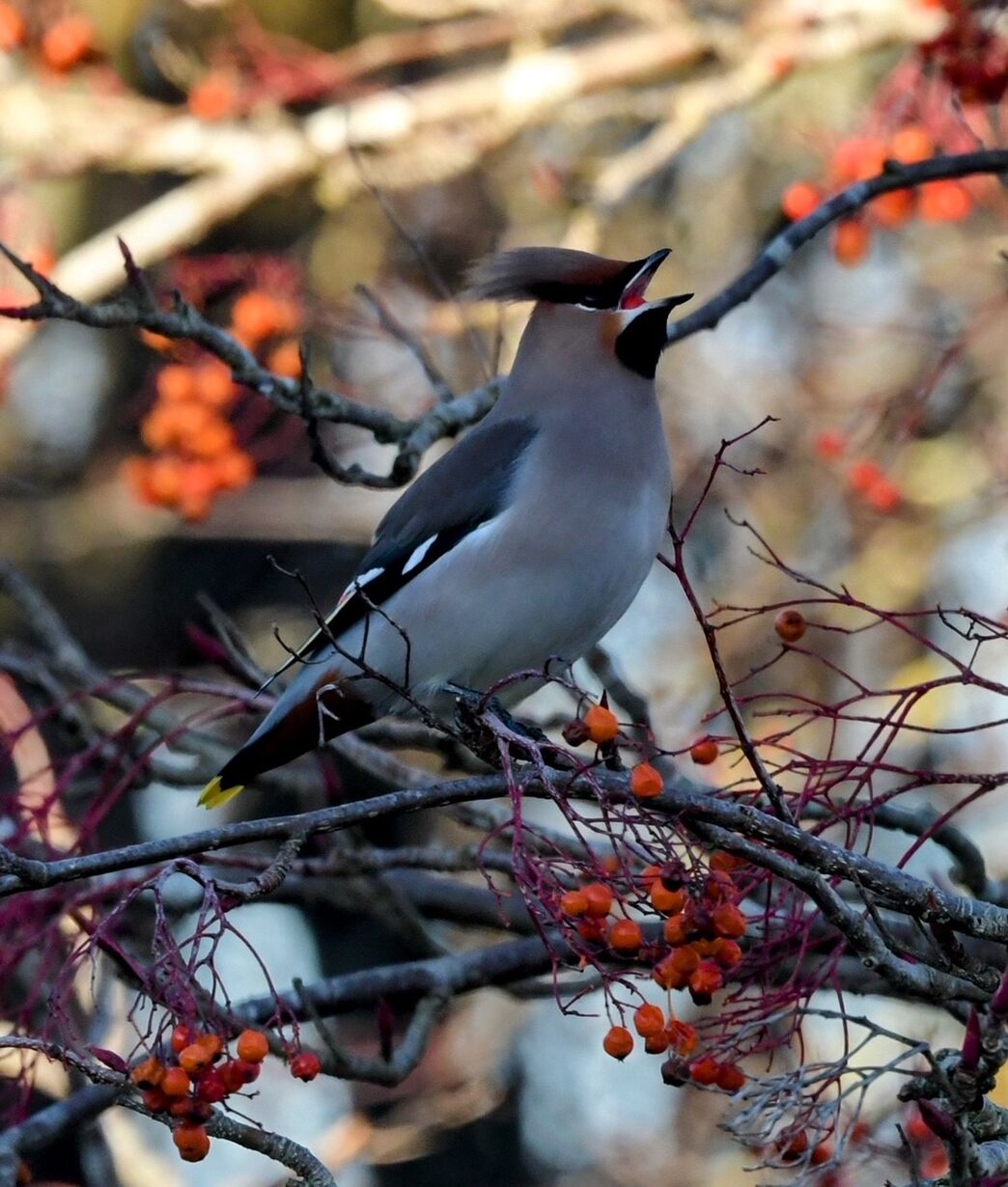 January wildlife gallery | Warwickshire Wildlife Trust