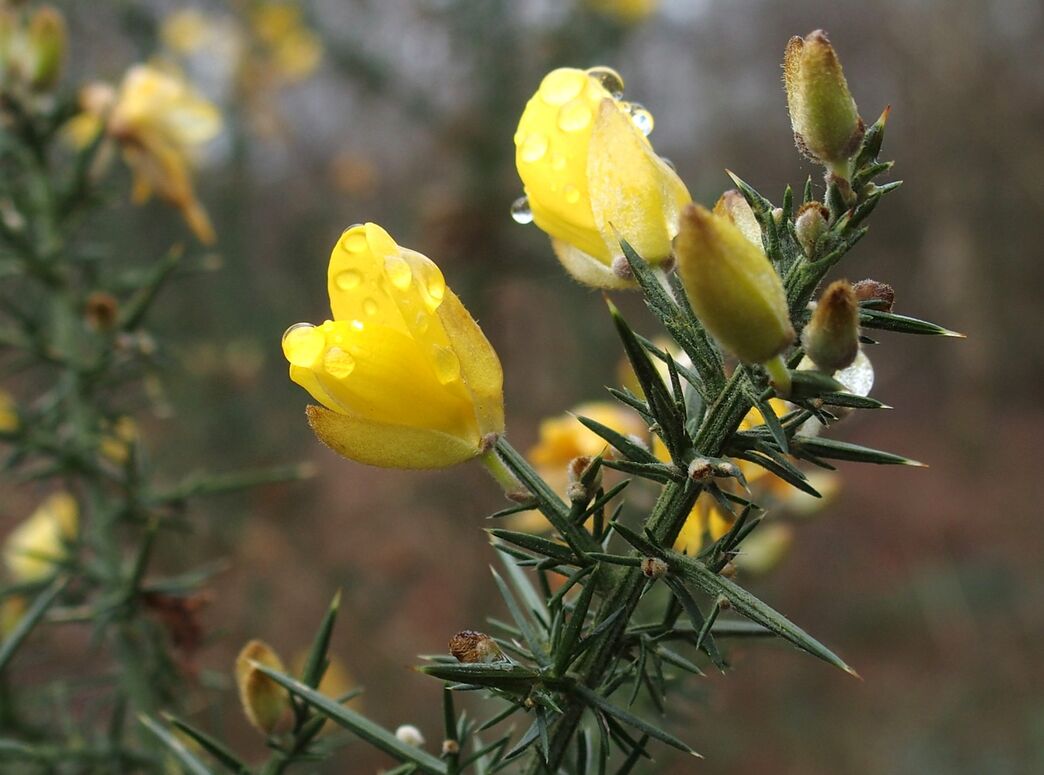 February wildlife gallery | Warwickshire Wildlife Trust