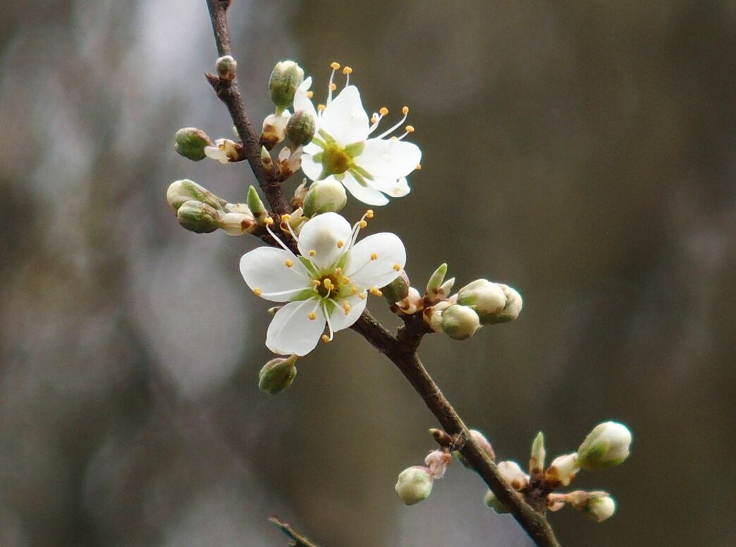 March wildlife gallery | Warwickshire Wildlife Trust
