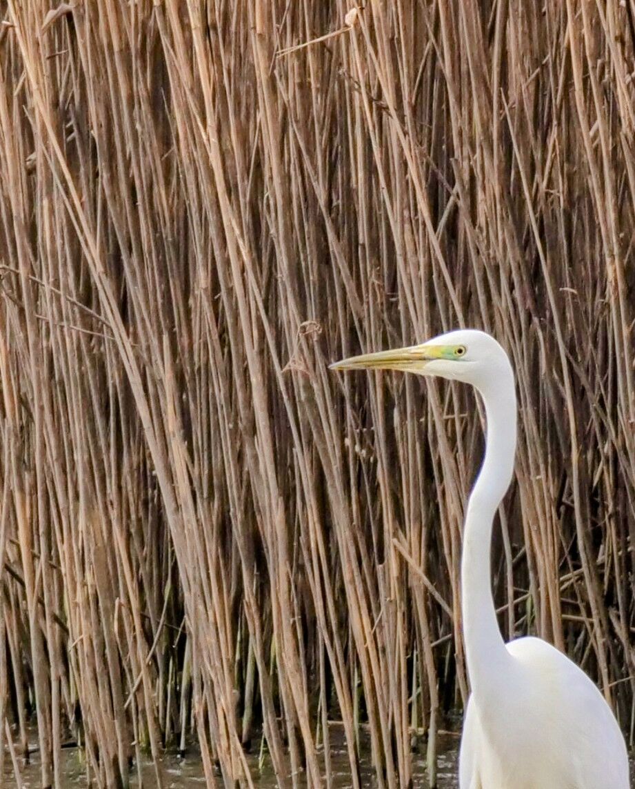 March wildlife gallery | Warwickshire Wildlife Trust
