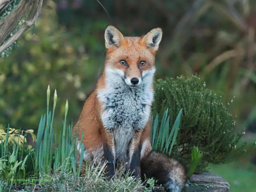 March wildlife gallery | Warwickshire Wildlife Trust