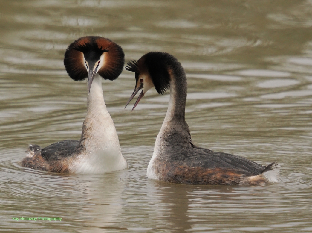 March wildlife gallery | Warwickshire Wildlife Trust