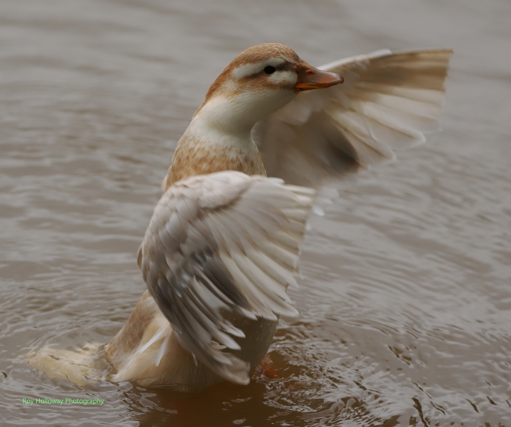 March wildlife gallery | Warwickshire Wildlife Trust