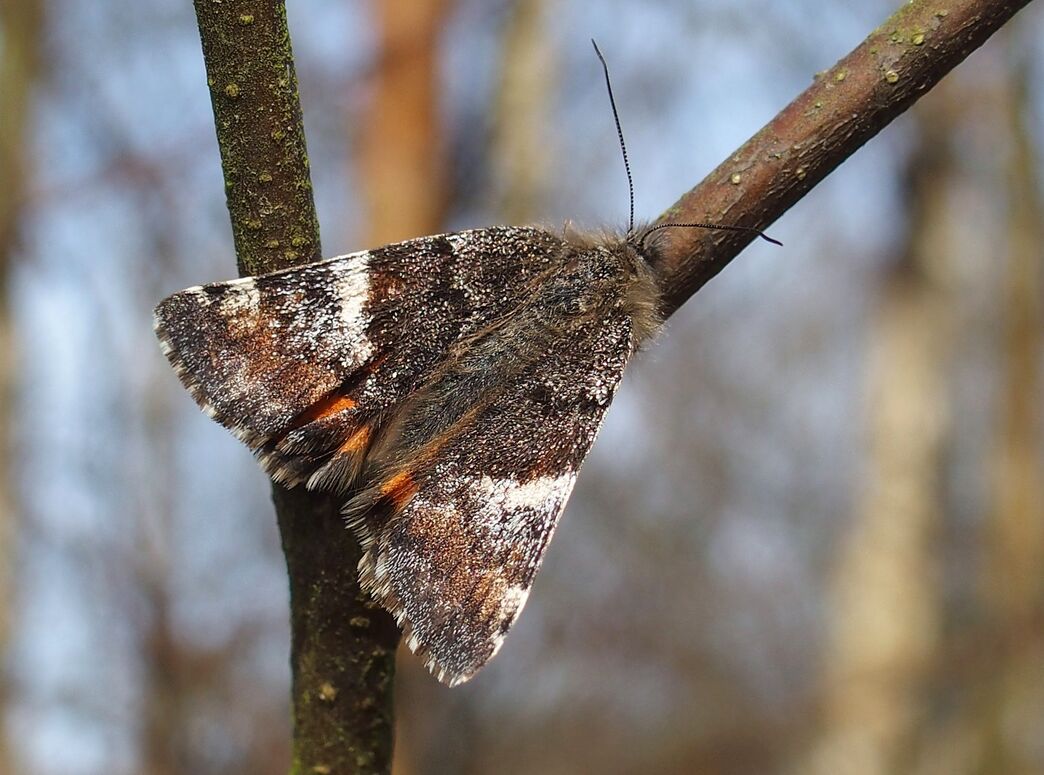 March wildlife gallery | Warwickshire Wildlife Trust