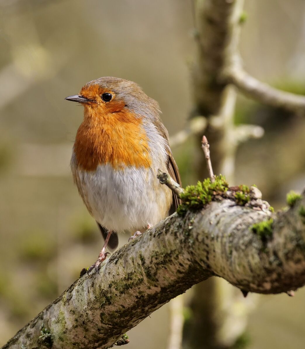 March wildlife gallery | Warwickshire Wildlife Trust
