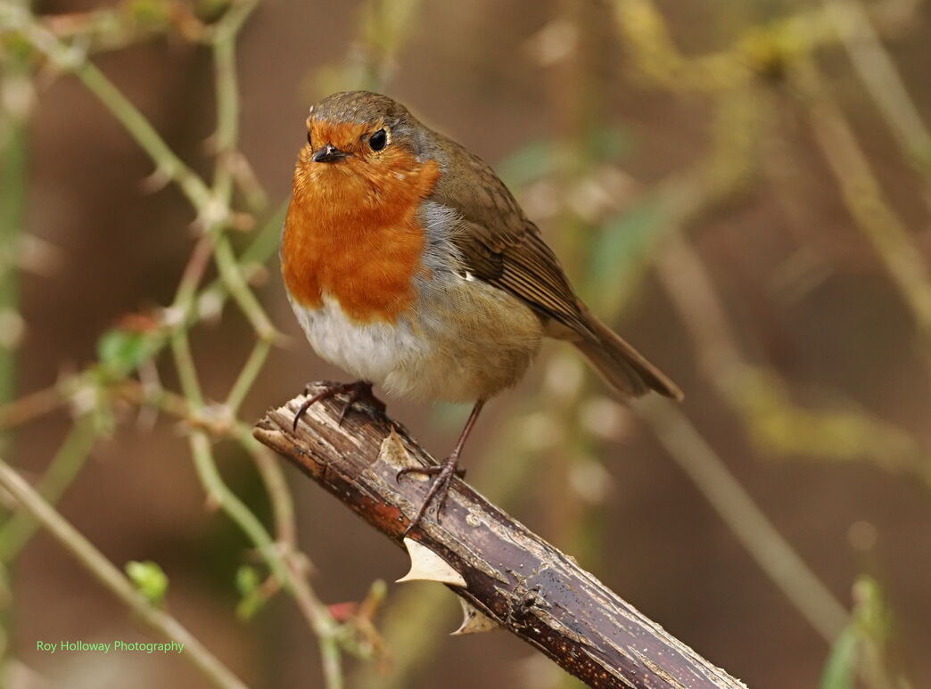 March wildlife gallery | Warwickshire Wildlife Trust