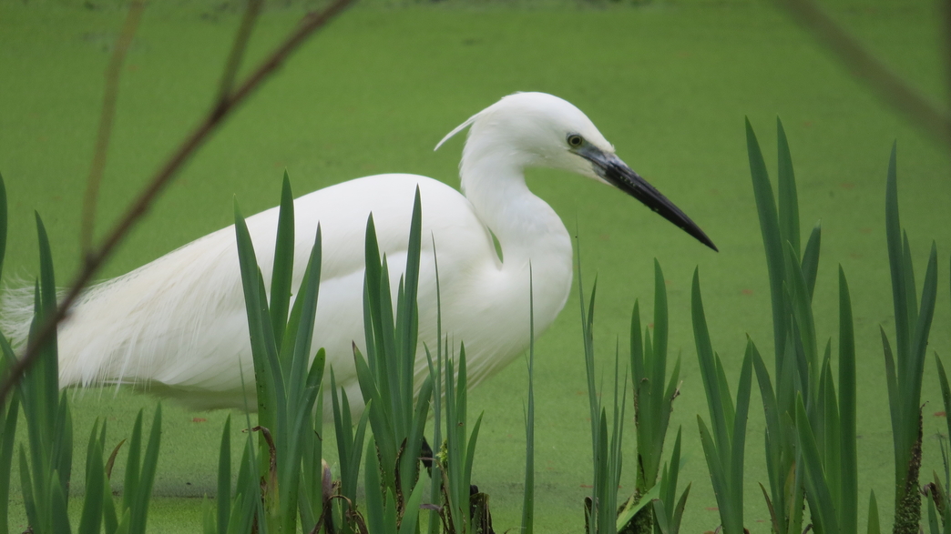 April wildlife gallery | Warwickshire Wildlife Trust