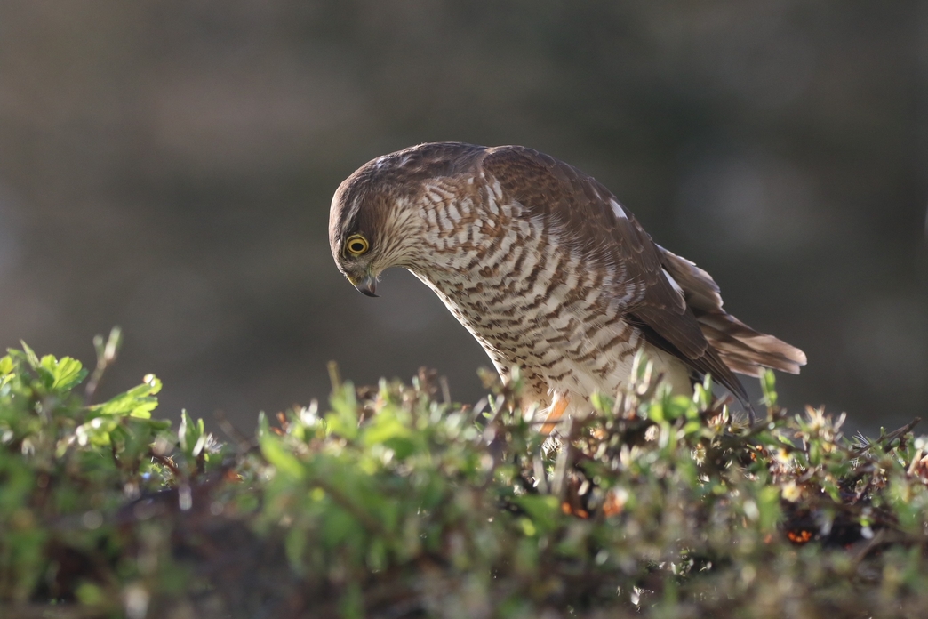 April wildlife gallery | Warwickshire Wildlife Trust