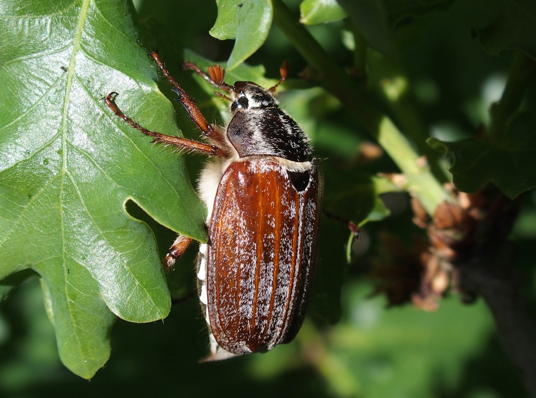 June wildlife gallery | Warwickshire Wildlife Trust