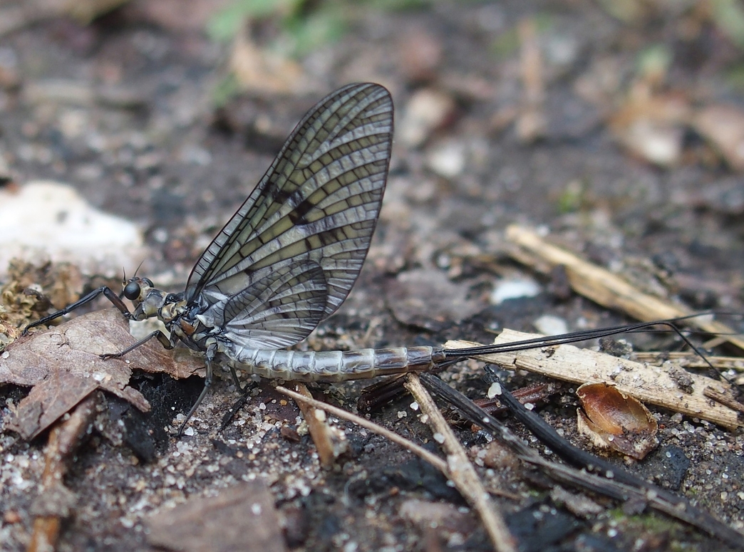 June wildlife gallery | Warwickshire Wildlife Trust
