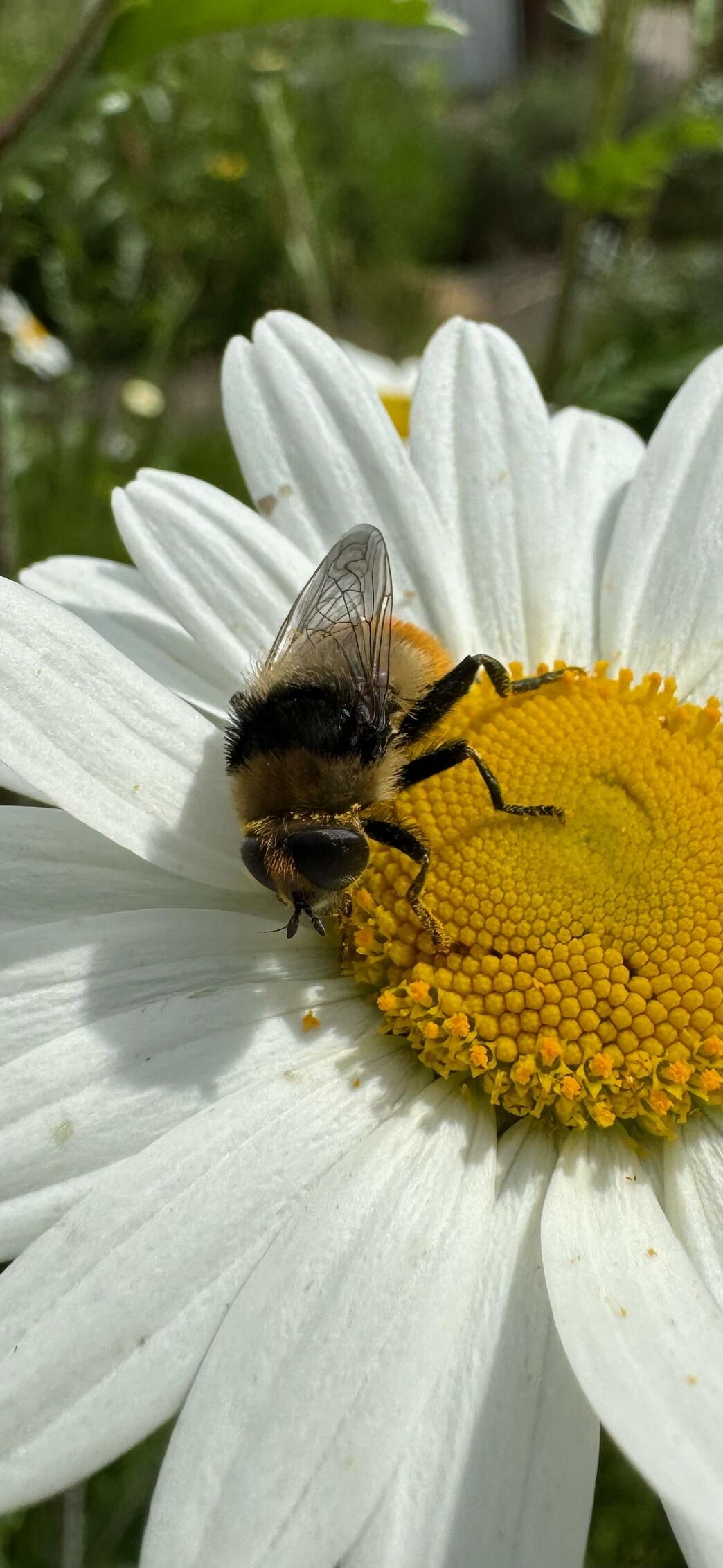 June wildlife gallery | Warwickshire Wildlife Trust