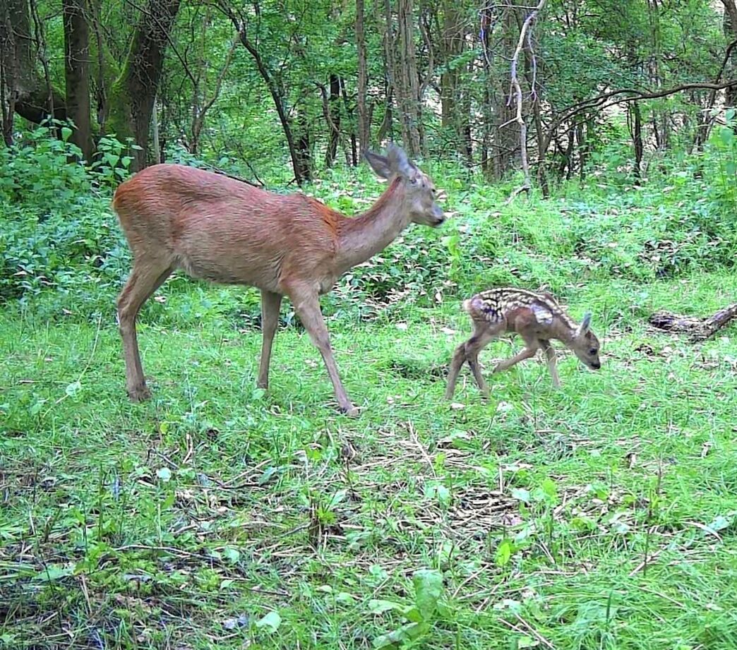 June wildlife gallery | Warwickshire Wildlife Trust