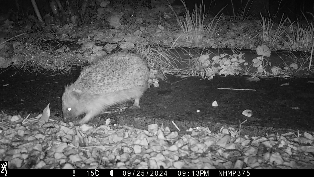 Warwickshire Wildlife Trust takes part in National Hedgehog Monitoring ...