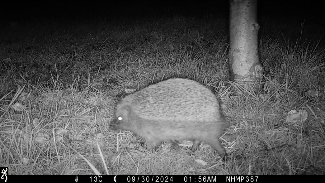 Warwickshire Wildlife Trust takes part in National Hedgehog Monitoring ...