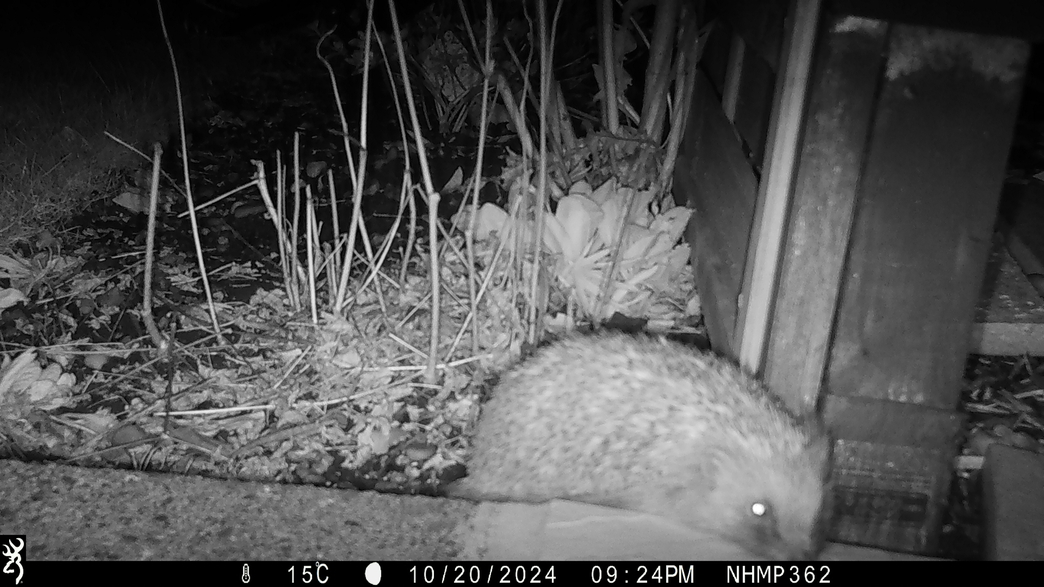Warwickshire Wildlife Trust takes part in National Hedgehog Monitoring ...