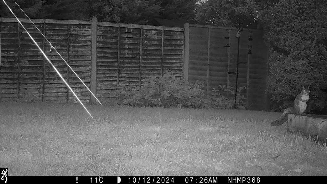 Warwickshire Wildlife Trust takes part in National Hedgehog Monitoring ...