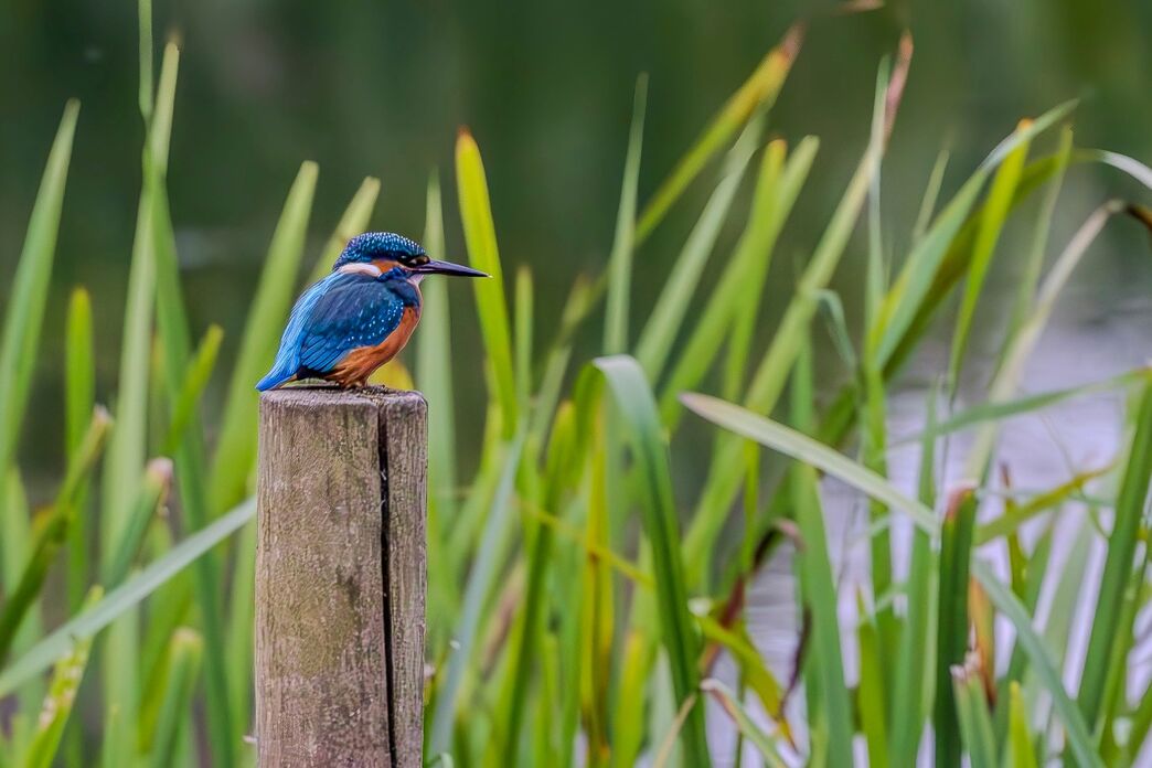 November Wildlife Gallery | Warwickshire Wildlife Trust