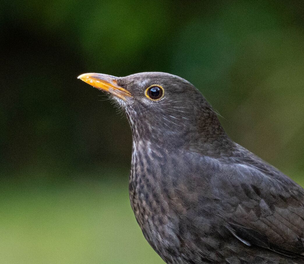 February wildlife gallery | Warwickshire Wildlife Trust
