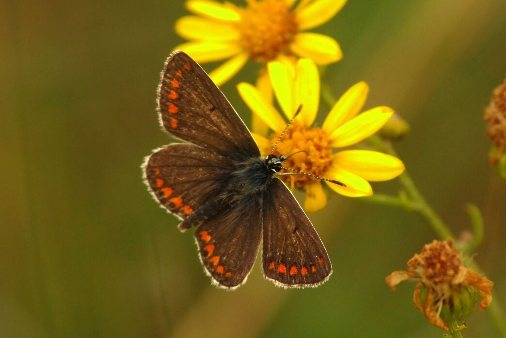 October wildlife gallery | Warwickshire Wildlife Trust