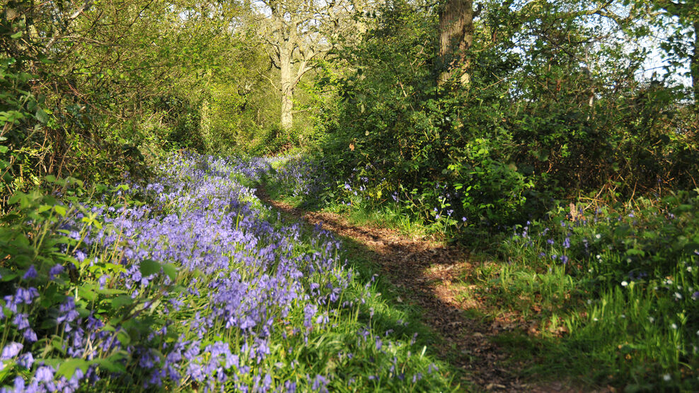 Ryton Wood | Warwickshire Wildlife Trust