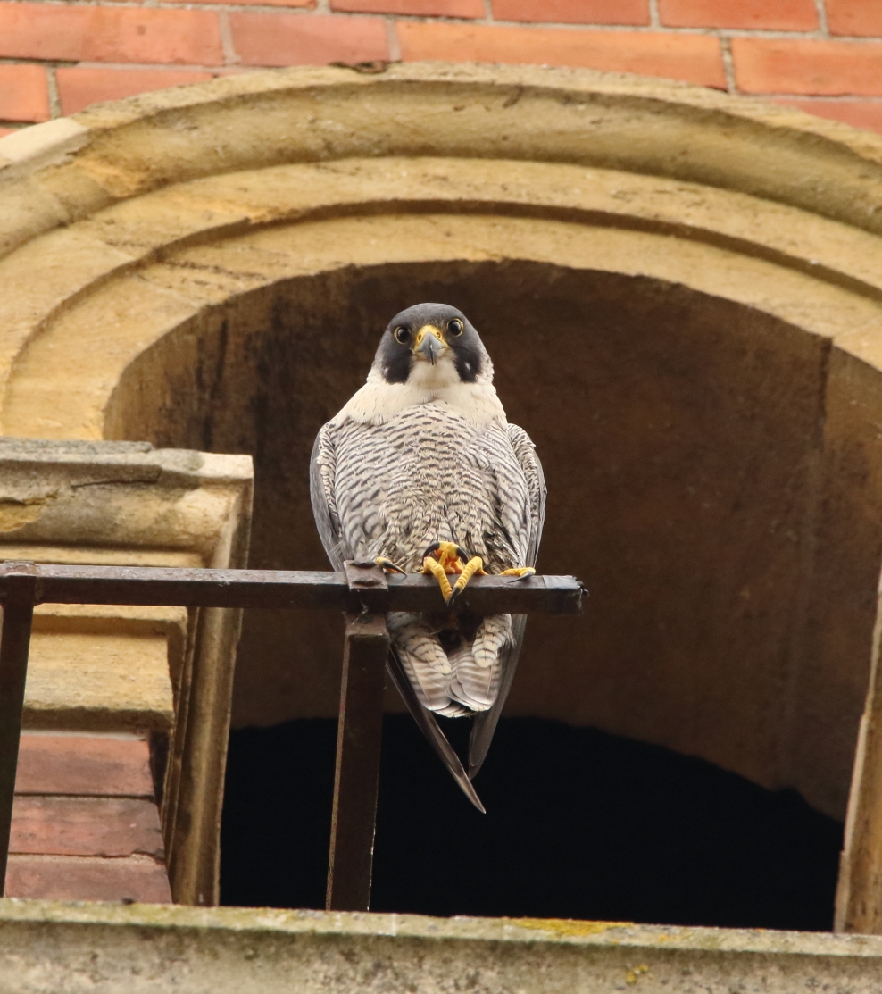 Peregrine Watch and Webcams | Warwickshire Wildlife Trust
