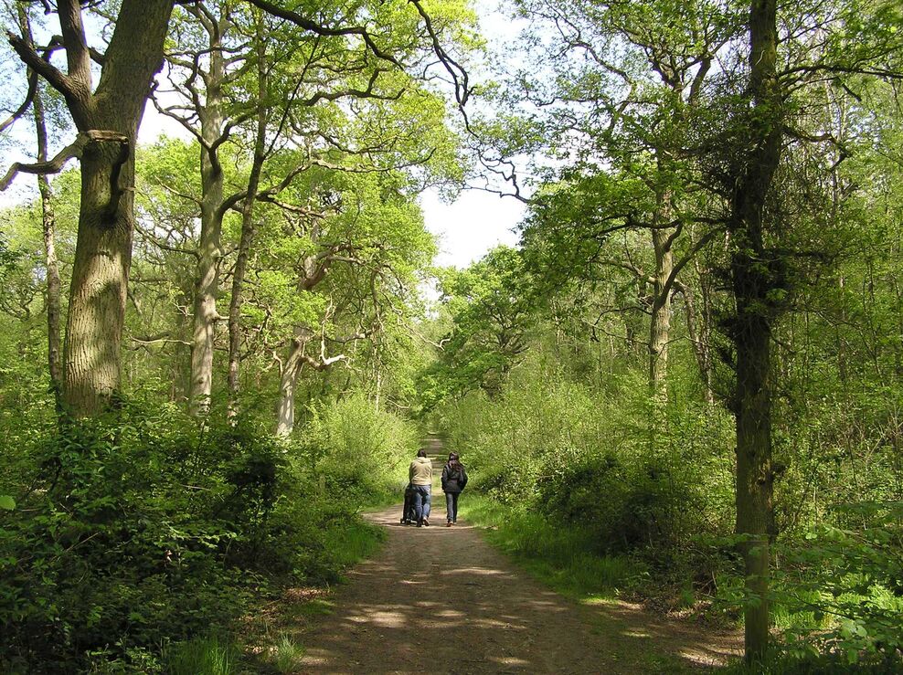 Ryton Wood | Warwickshire Wildlife Trust