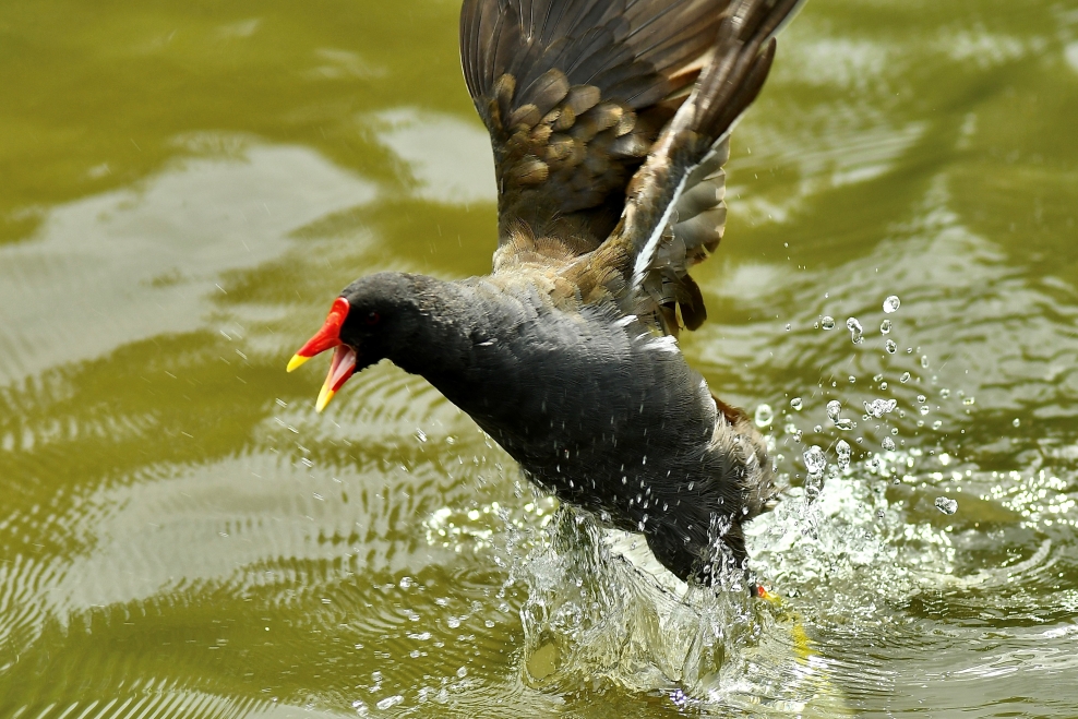 Photo gallery of local wildlife | Warwickshire Wildlife Trust