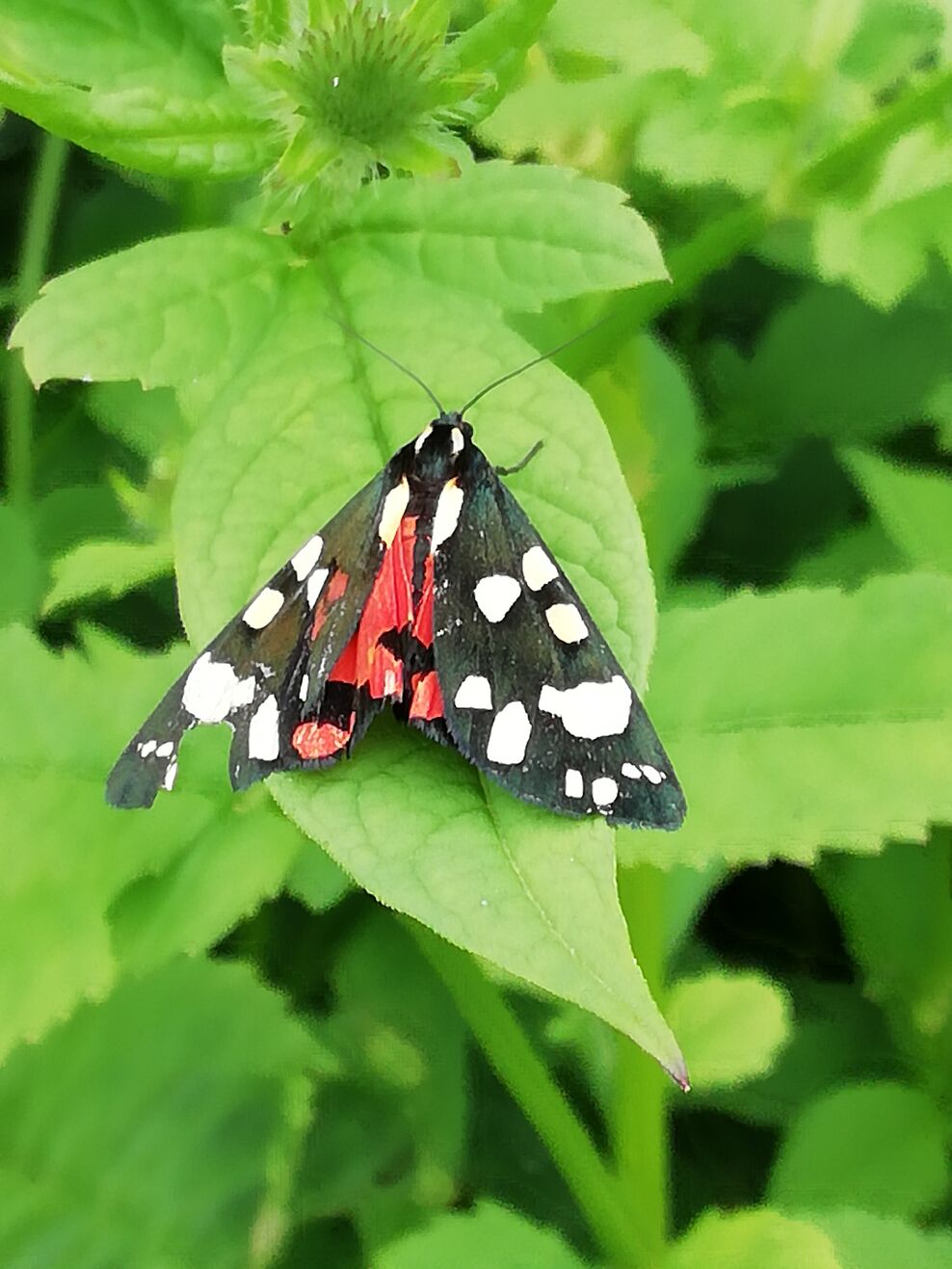 Photo gallery of local wildlife | Warwickshire Wildlife Trust