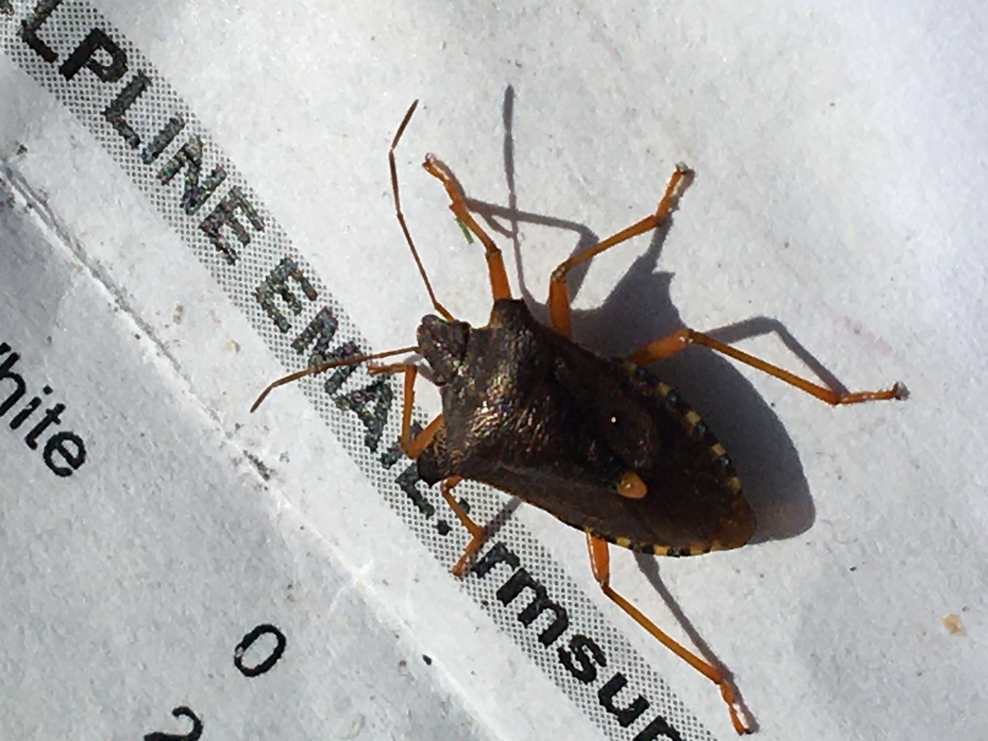 Nature News reader's gallery | Warwickshire Wildlife Trust