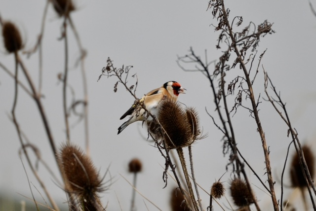 Top Wildlife Photos of 2021 | Warwickshire Wildlife Trust