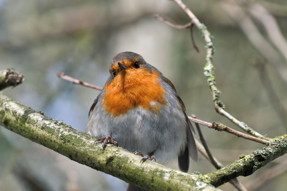 New Wildlife Gallery | Warwickshire Wildlife Trust