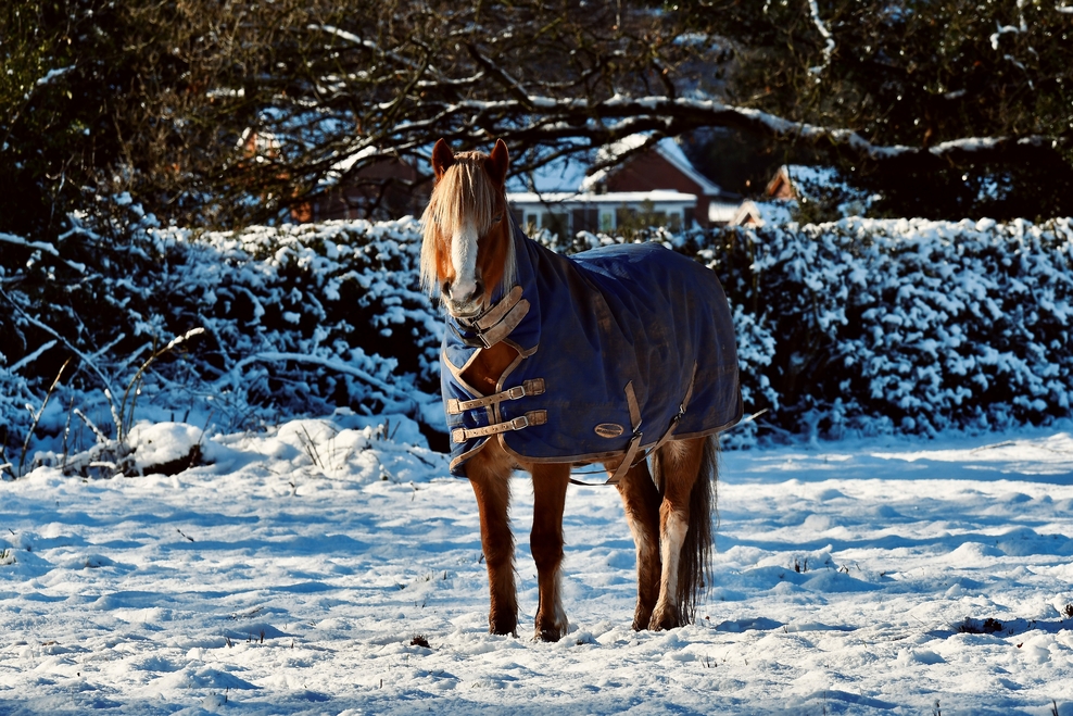 New Wildlife Gallery | Warwickshire Wildlife Trust