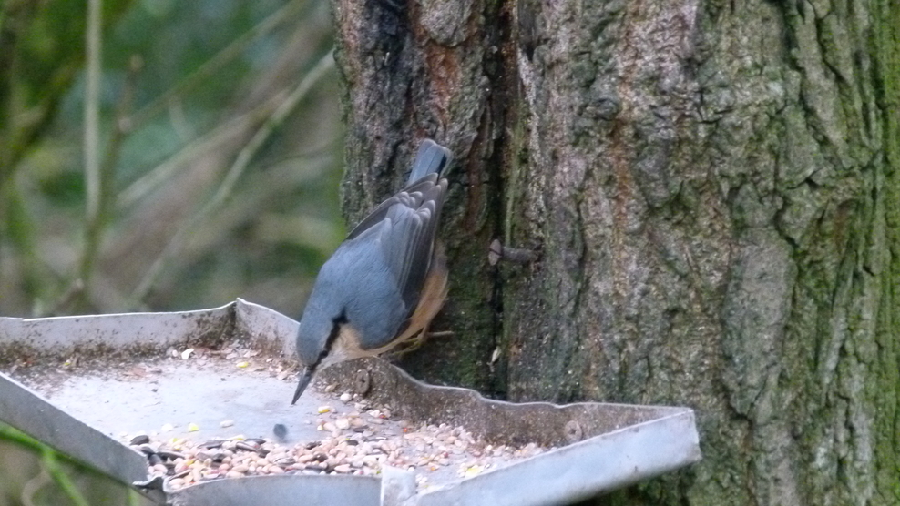New Wildlife Gallery | Warwickshire Wildlife Trust