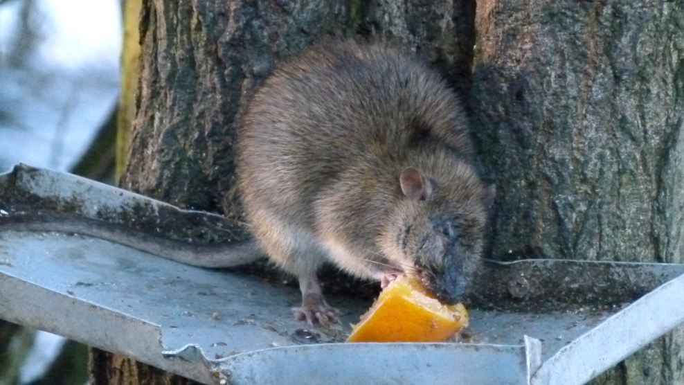 New Wildlife Gallery | Warwickshire Wildlife Trust