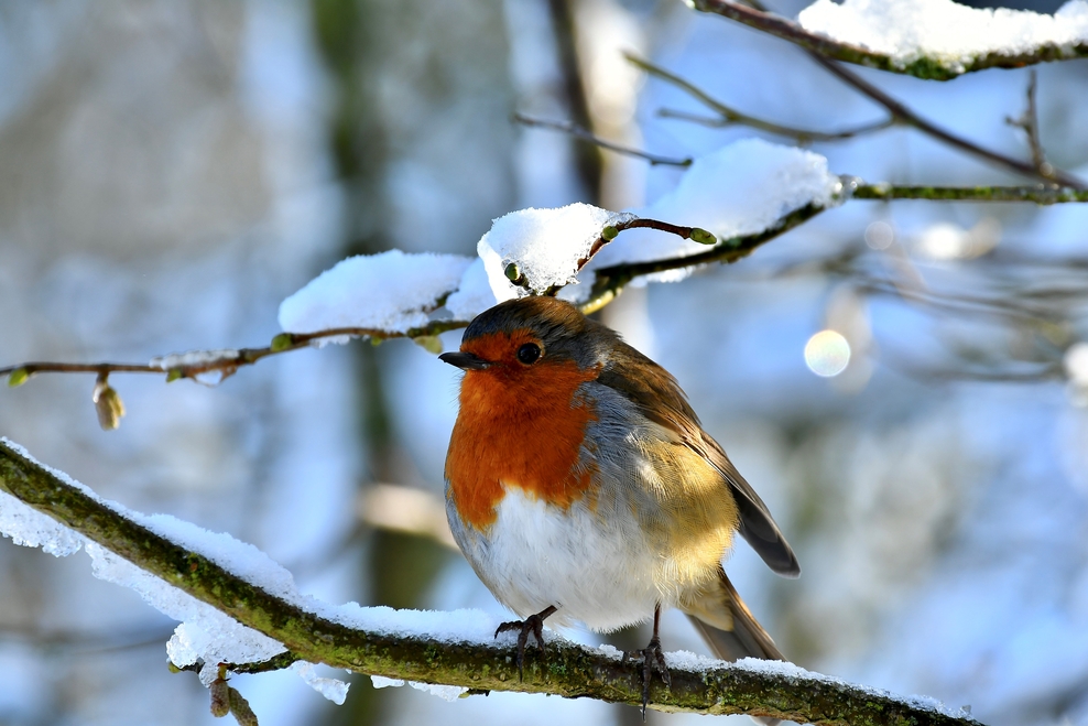 New Wildlife Gallery | Warwickshire Wildlife Trust