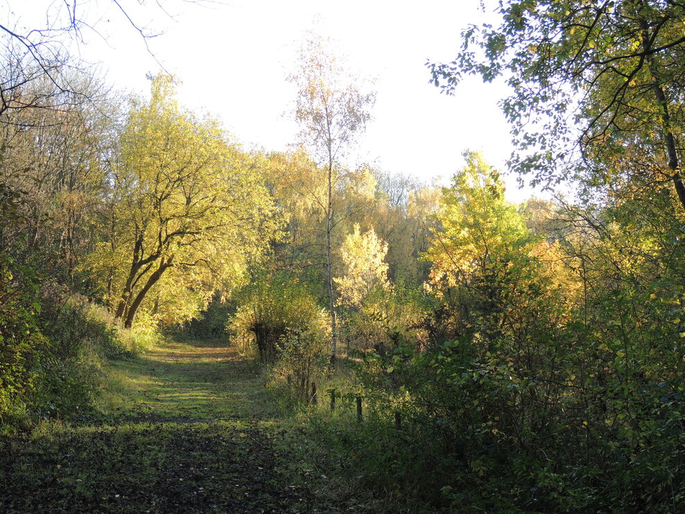 Snitterfield Bushes | Warwickshire Wildlife Trust