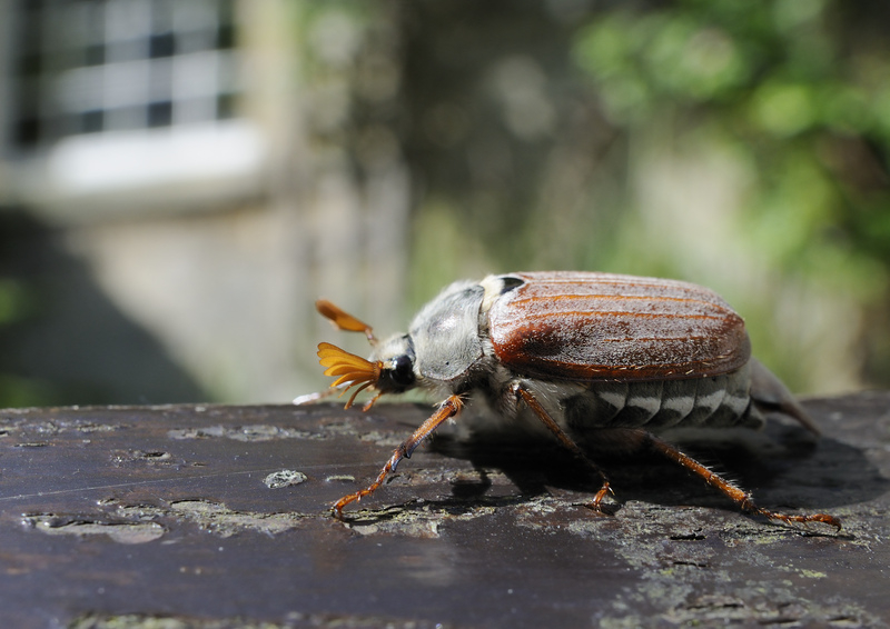 The Brilliance of Beetles | Warwickshire Wildlife Trust