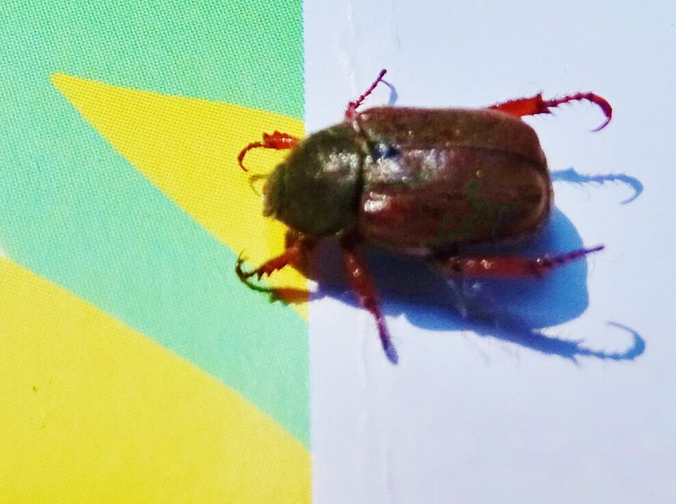 New Wildlife Gallery | Warwickshire Wildlife Trust