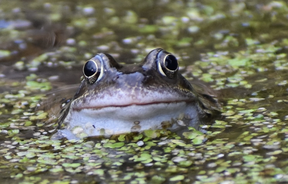 Individual Action | Warwickshire Wildlife Trust