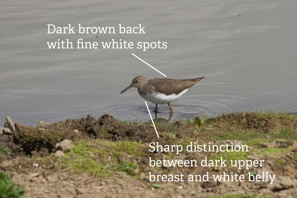 Wading into autumn | Warwickshire Wildlife Trust