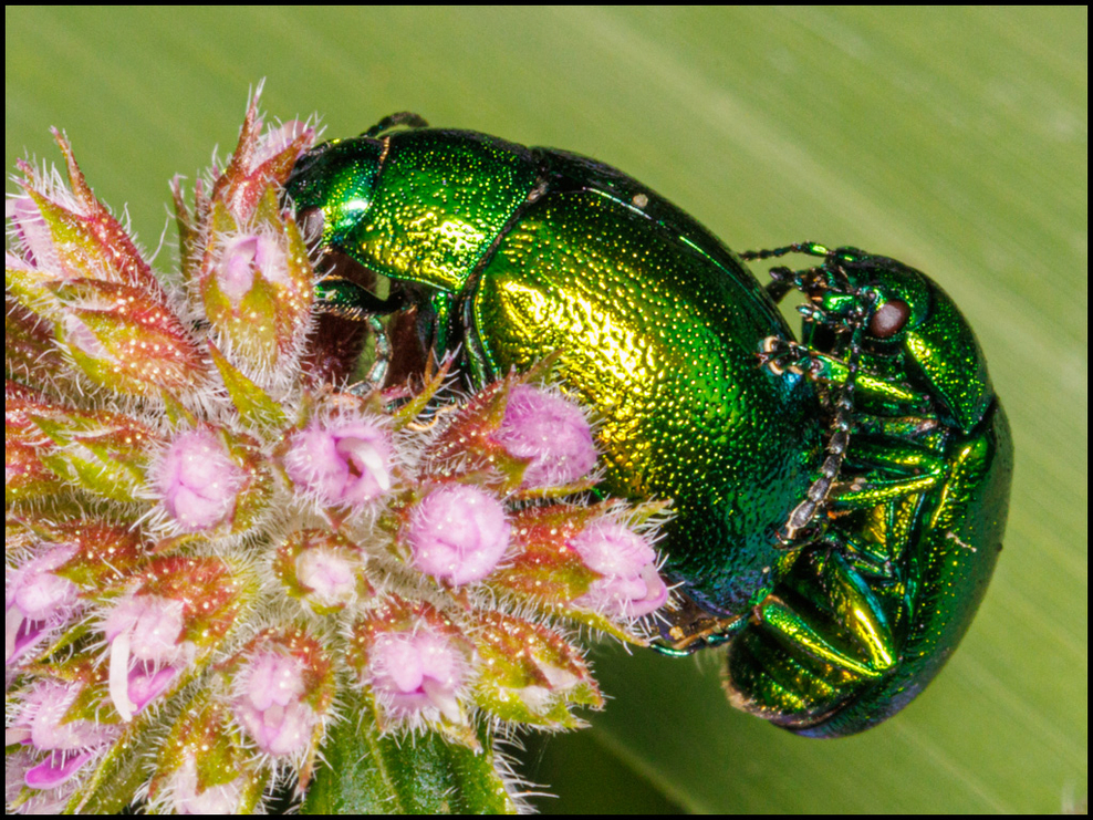 Beetles, badgers and a hummingbird hawkmoth: new wildlife galley ...