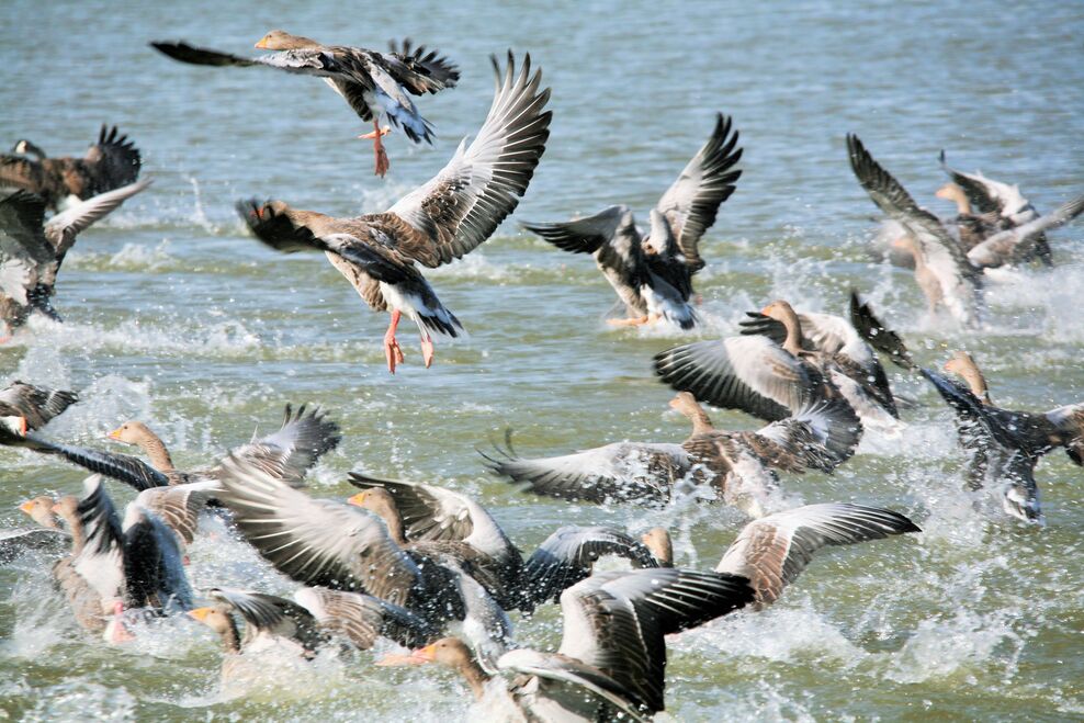 Beetles, badgers and a hummingbird hawkmoth: new wildlife galley ...