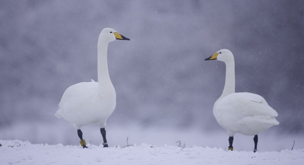Twelve birds of Christmas | Warwickshire Wildlife Trust