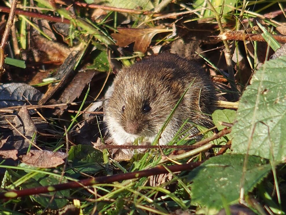 New Year's wildlife gallery! | Warwickshire Wildlife Trust